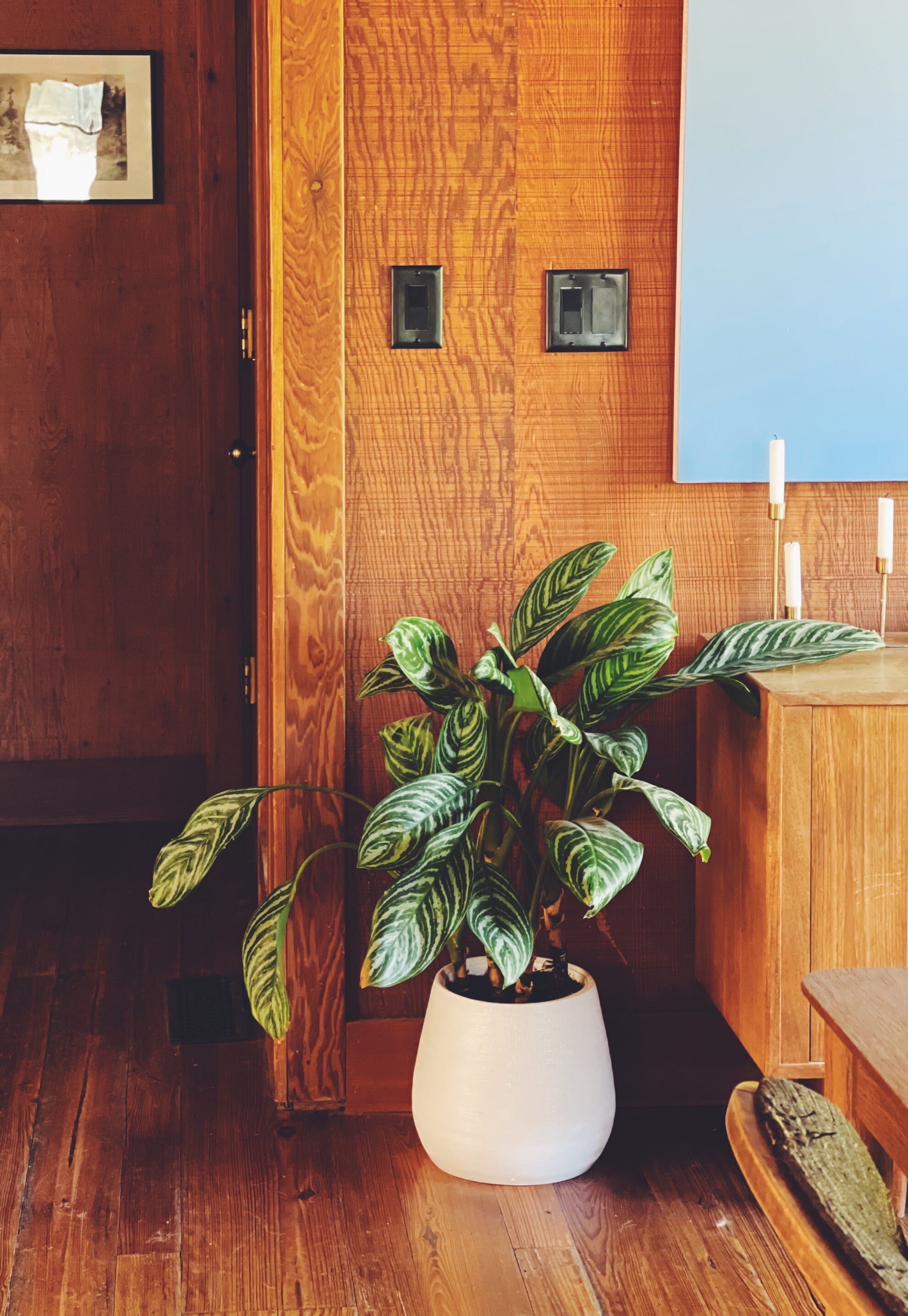 Foliage in the Farmhouse: Make your home happier and healthier with ...